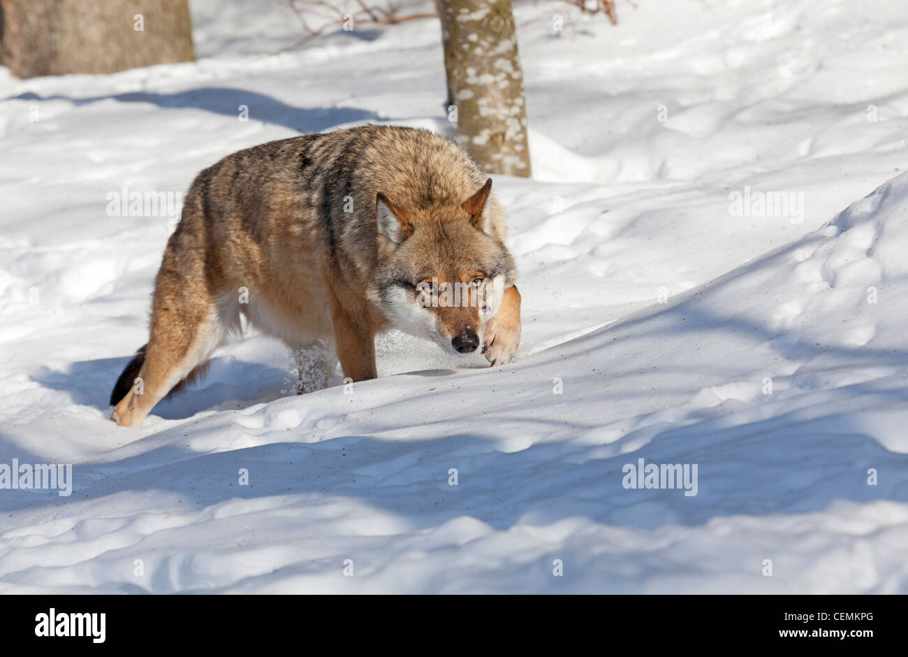 Wolf with prey hi-res stock photography and images - Alamy