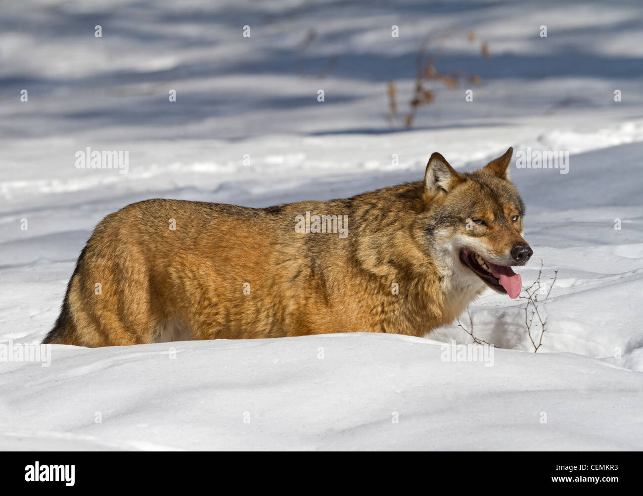 Wolf (Canis lupus Stock Photo - Alamy