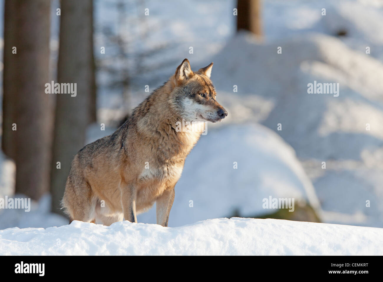 Wolf animal hi-res stock photography and images - Alamy