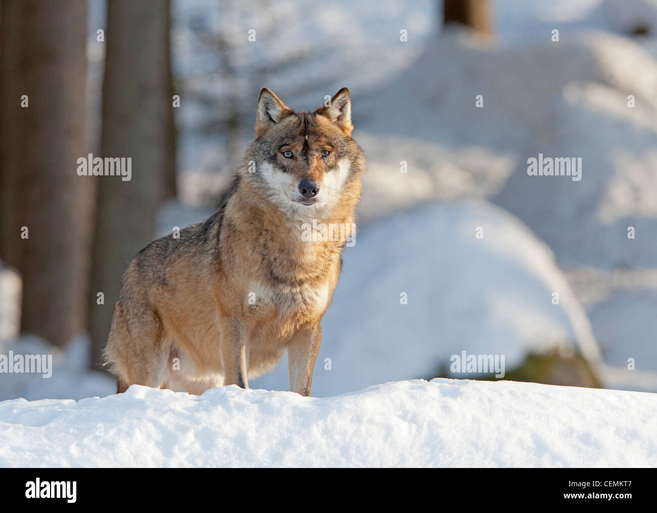 Wolf animal hi-res stock photography and images - Alamy