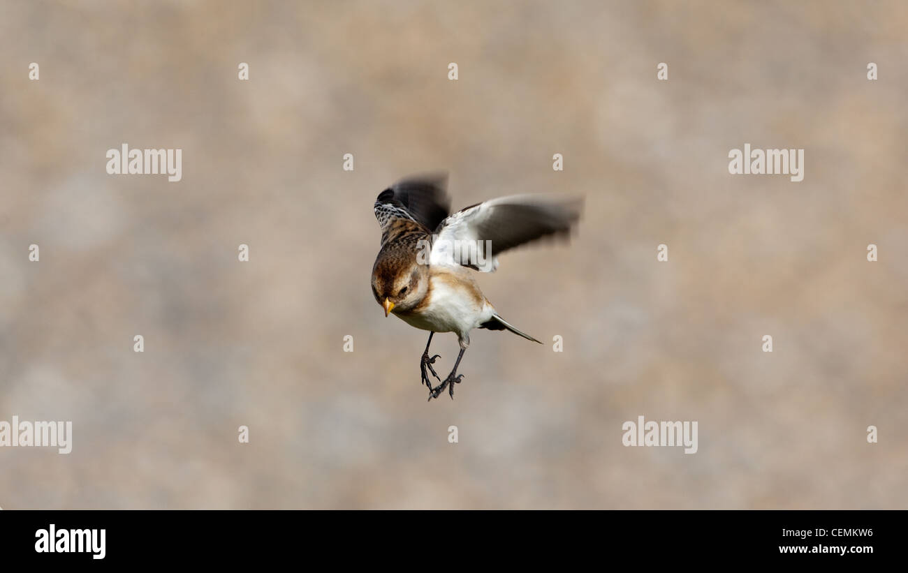 Snow bunting in flight bird hi-res stock photography and images - Alamy