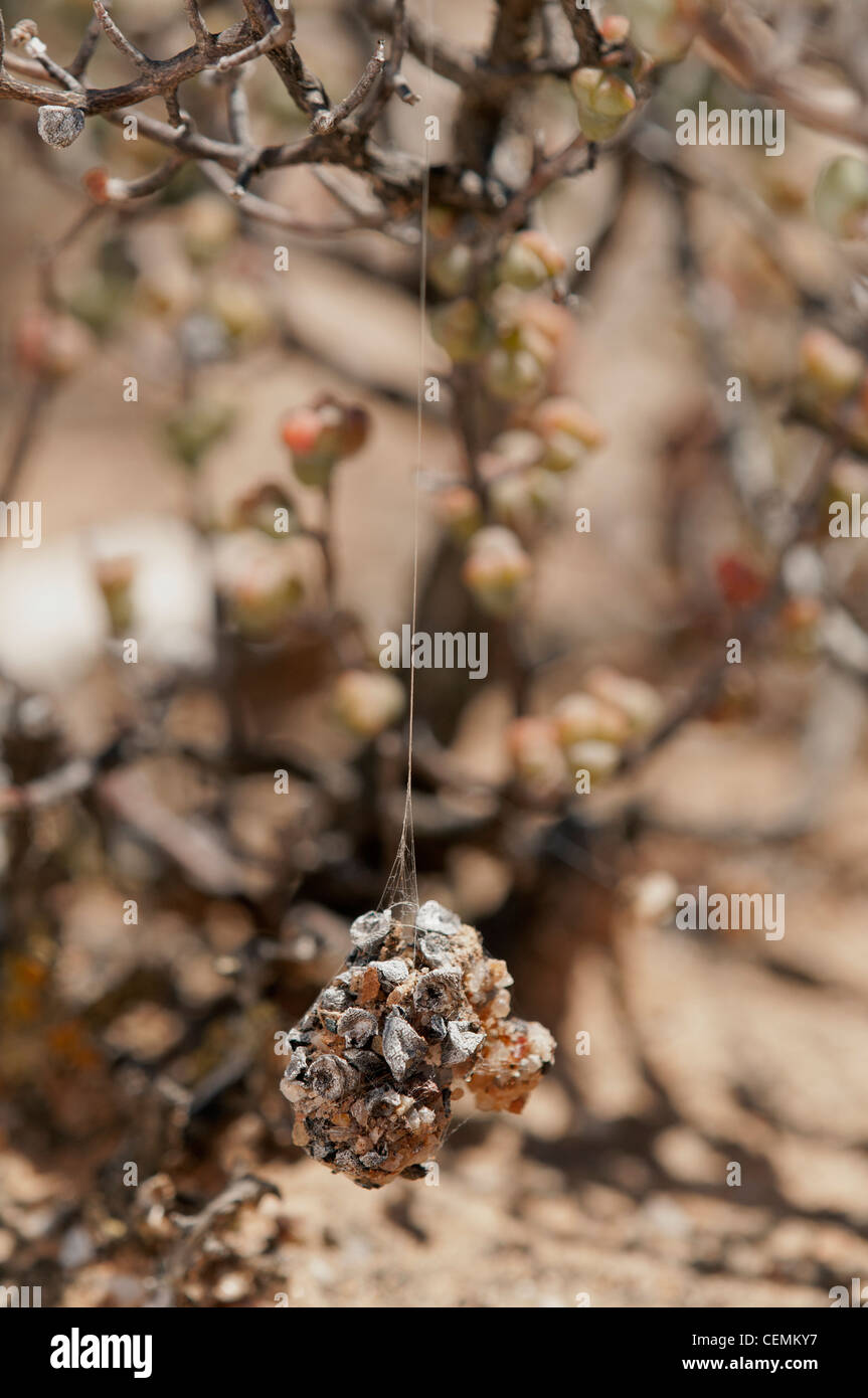Spider of south africa hi-res stock photography and images - Alamy