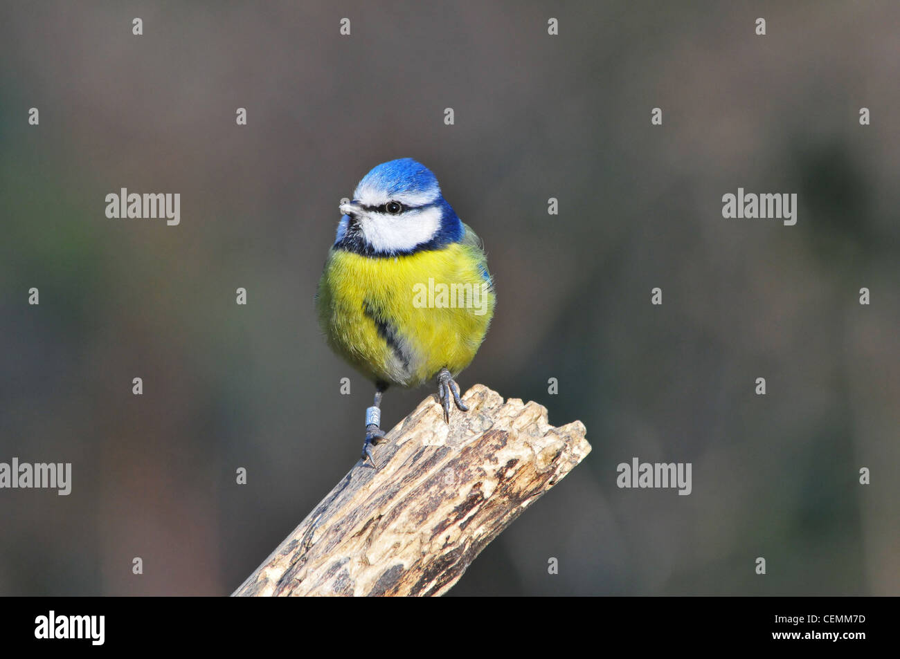 Bluetit bird hi-res stock photography and images - Alamy