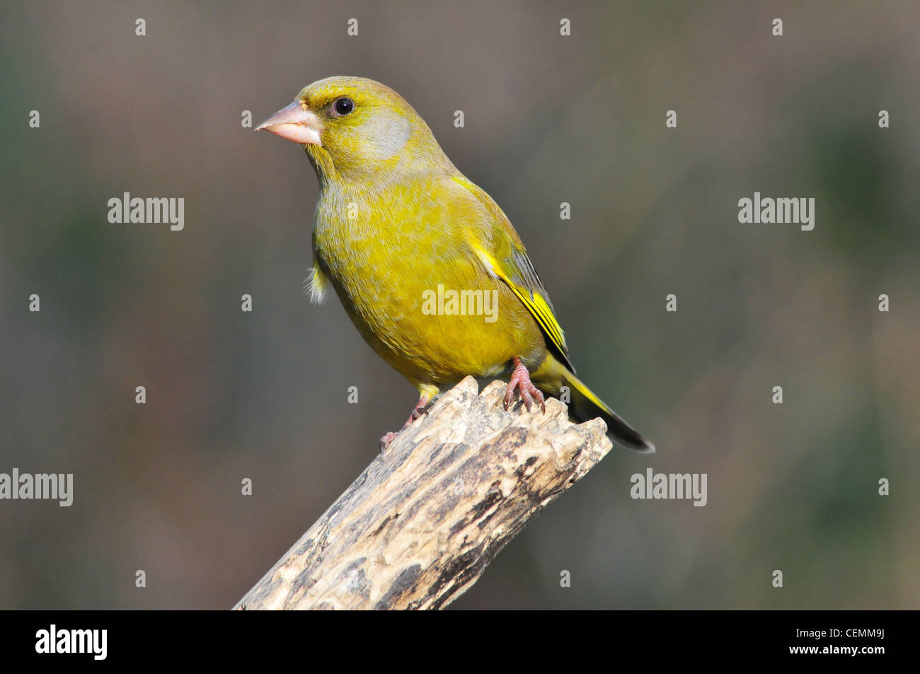 British greenfinch hi-res stock photography and images - Alamy
