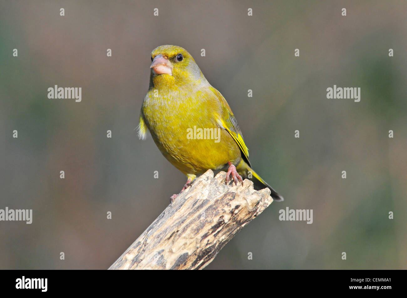 British greenfinch hi-res stock photography and images - Alamy