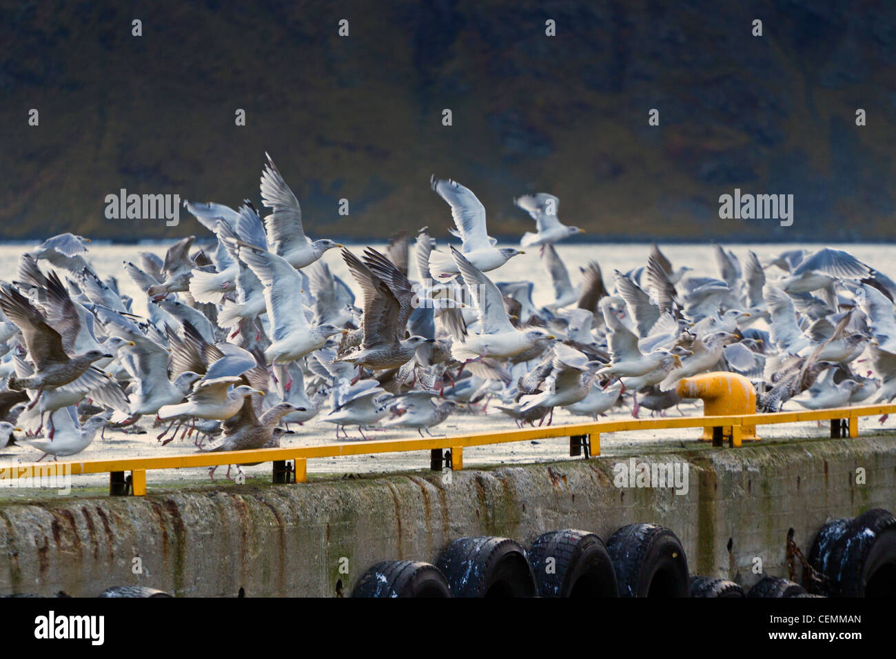 A flock of gulls taking flight when disturbed by a ships glaxon Stock ...