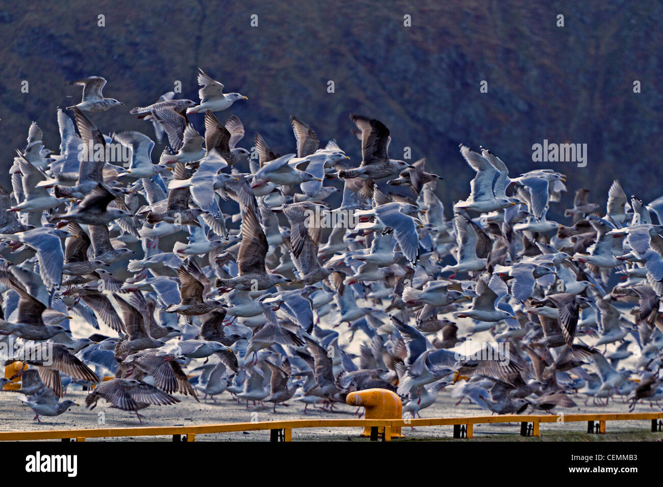 A flock of gulls taking flight when disturbed by a ships glaxon Stock ...