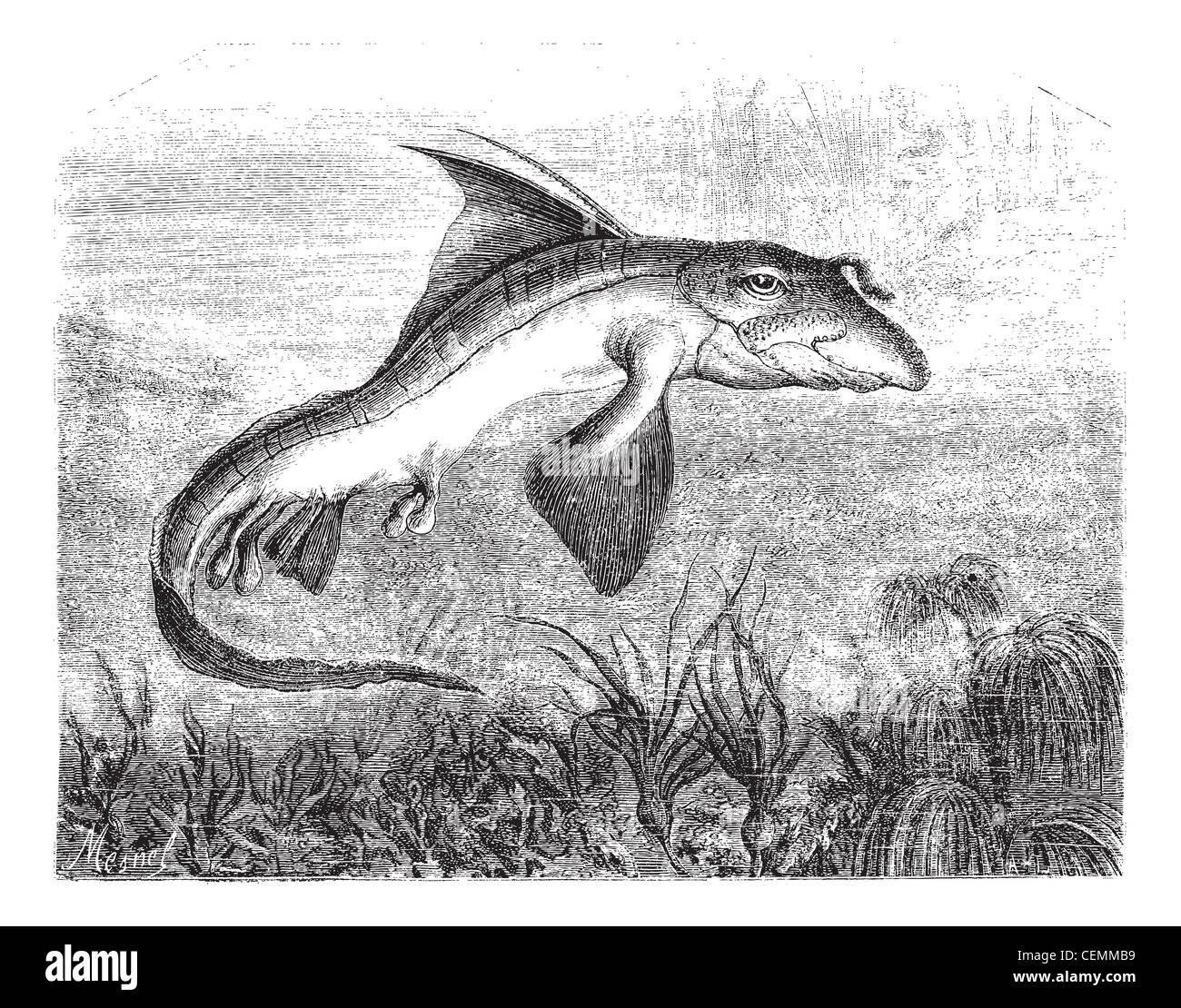 Chimaera monstrosa or Rabbit fish or Rat fish, vintage engraved ...