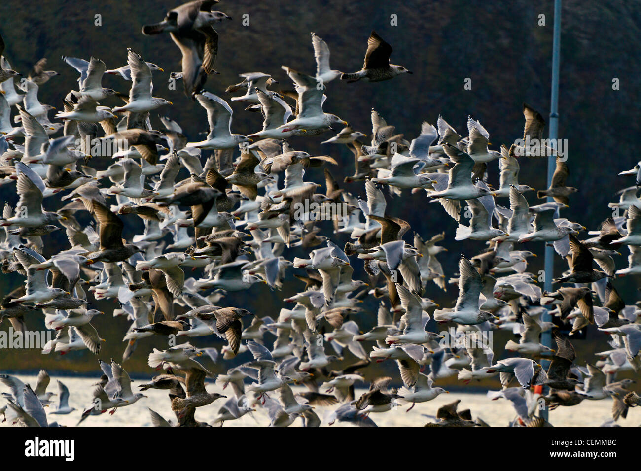 A flock of gulls taking flight when disturbed by a ships glaxon Stock ...
