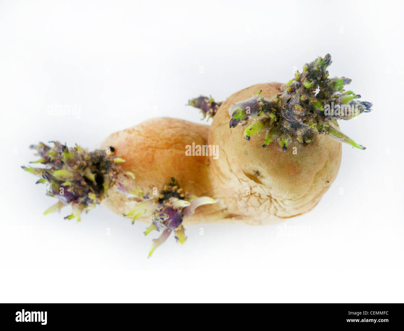 Potato sprouts isolated on hi-res stock photography and images - Alamy