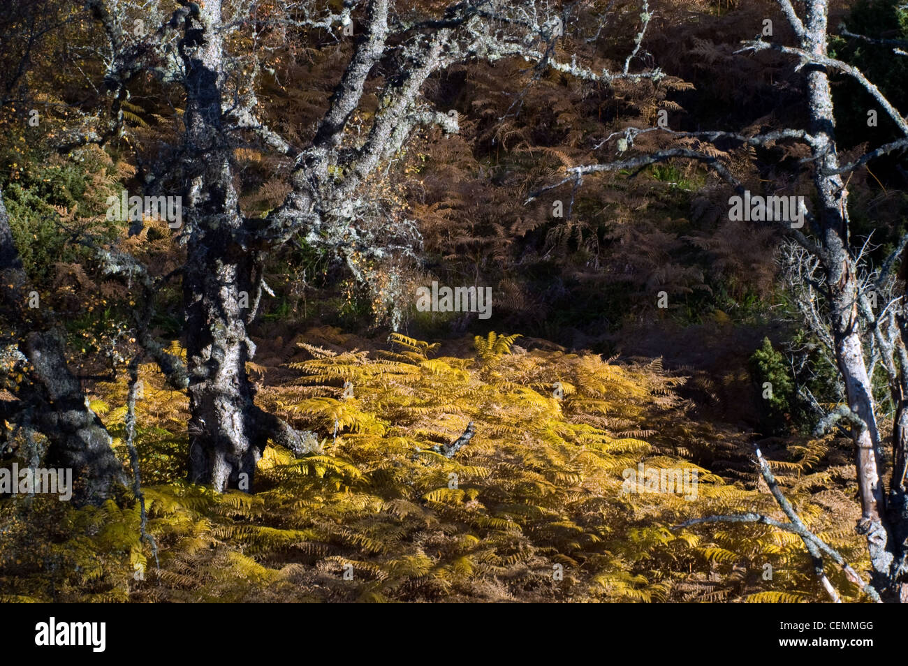 bracken glade,pteridium aquilinum,highlands, scotland Stock Photo - Alamy