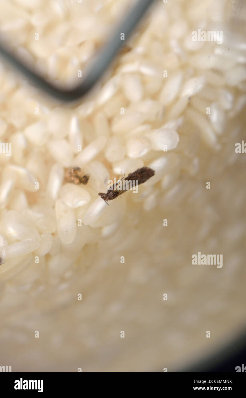 Steamfly in a rice bowl, Vorratsschädling Stock Photo - Alamy