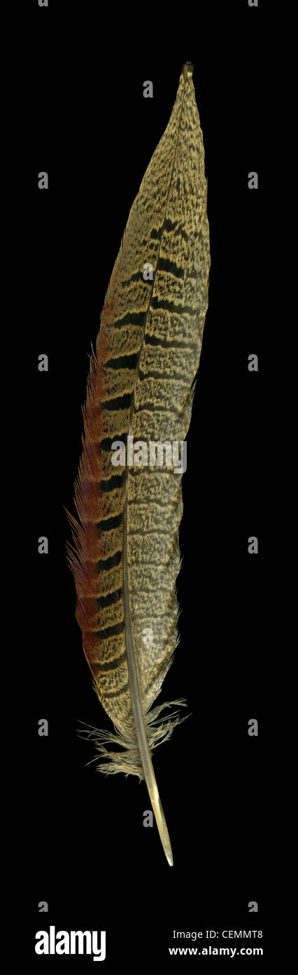 Pheasant feather hi-res stock photography and images - Alamy