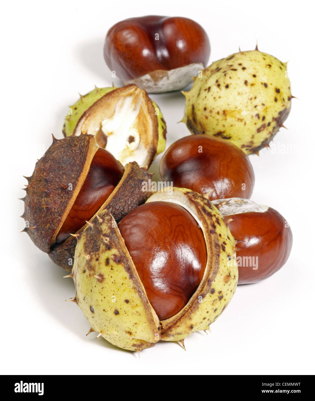 Horse chestnut life cycle hi-res stock photography and images - Alamy