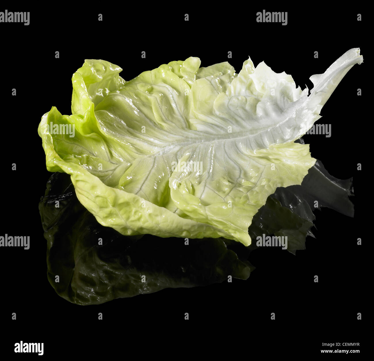 studio photography of a single fresh lettuce leaf in black reflective ...