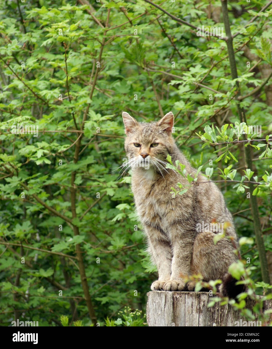 wildcat sitting on a stub in green forest back Stock Photo - Alamy