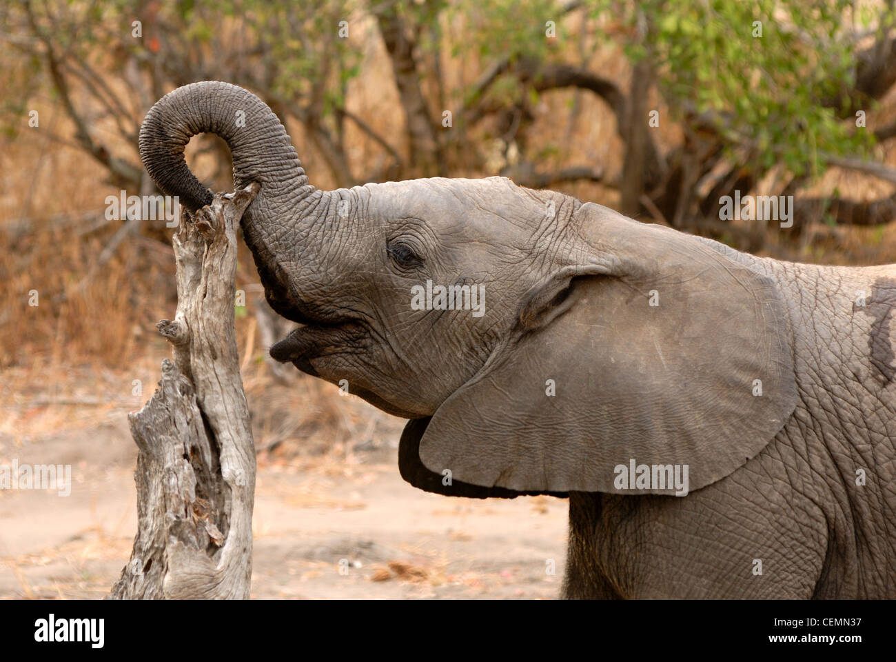 South africa indaba safari kruger national park african tourism hi-res ...