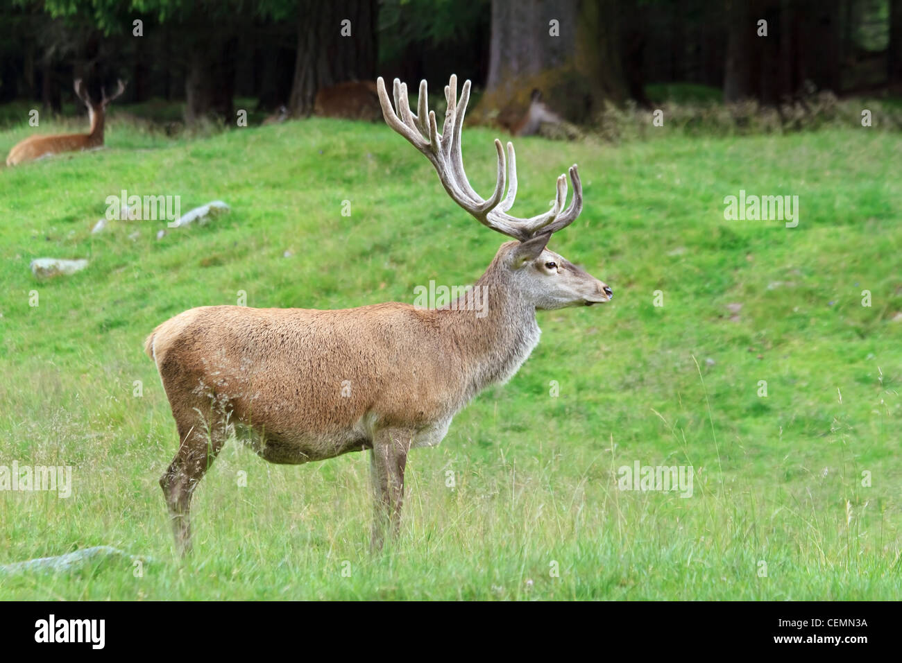 Male deer hi-res stock photography and images - Alamy