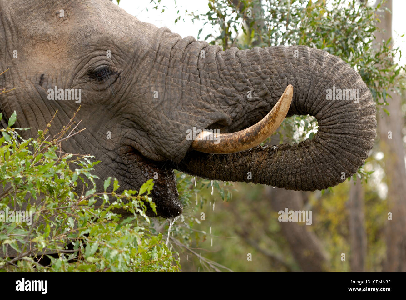African Elephant feeding Stock Photo - Alamy