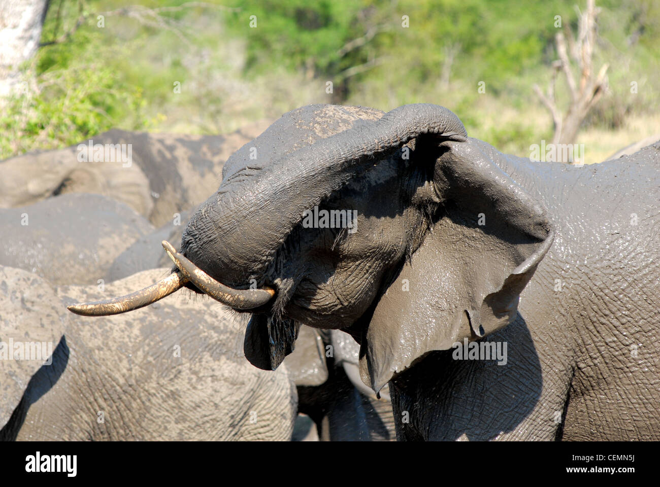 African Elephant grooming Stock Photo - Alamy