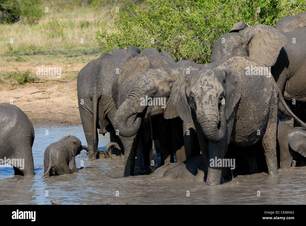 African Elephant female herd Stock Photo - Alamy