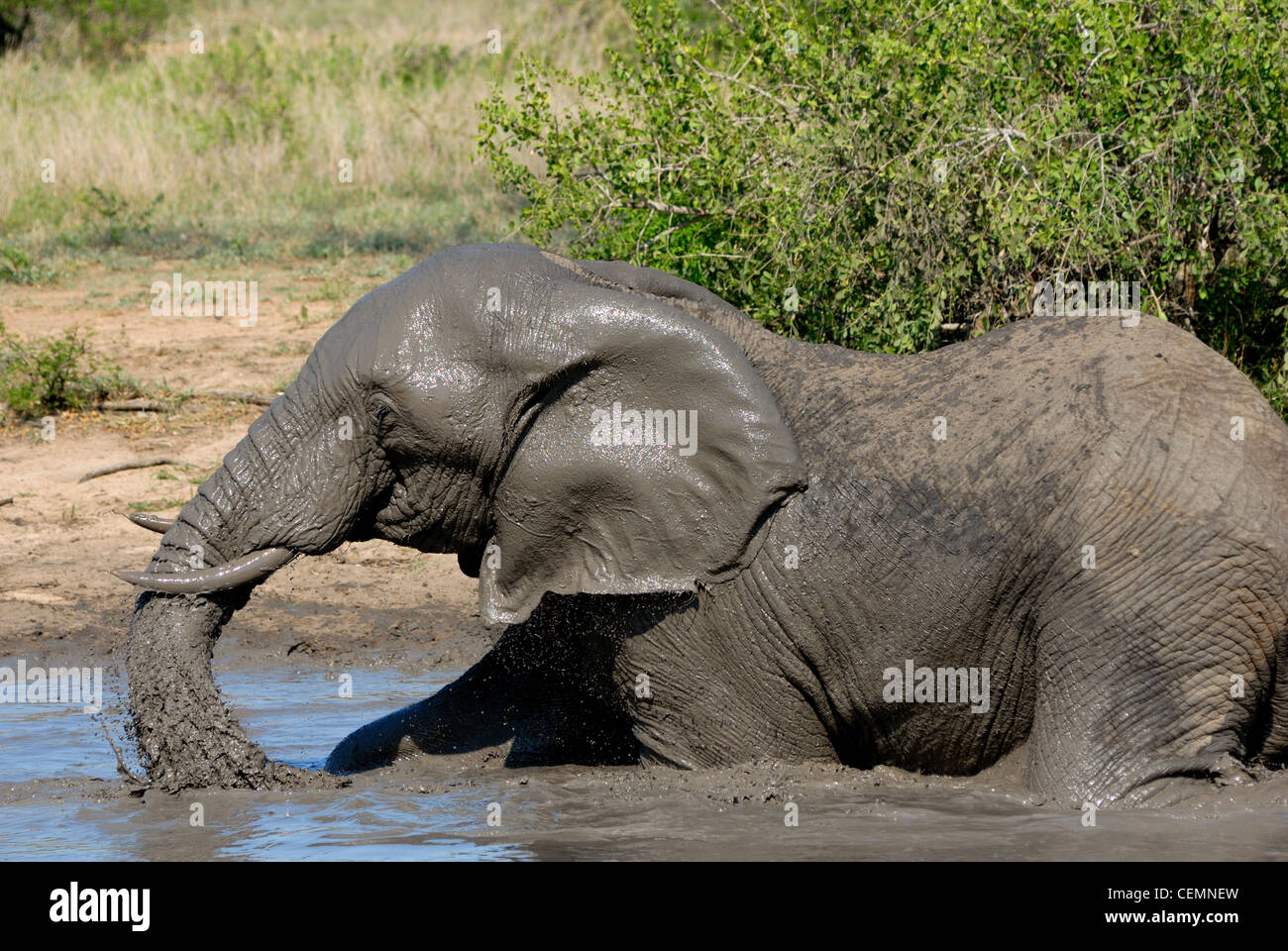 African Elephant mud wallowing Stock Photo - Alamy