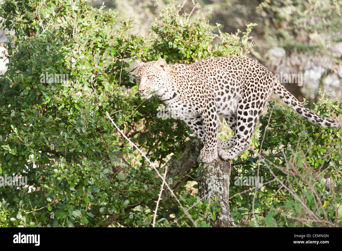 How the leopard got his spots hi-res stock photography and images - Alamy