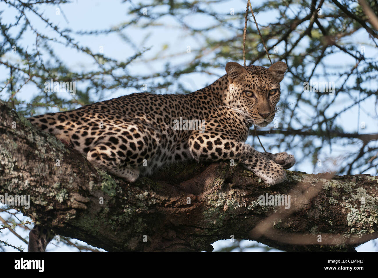 Leopard in tree ngorongoro hi-res stock photography and images - Alamy