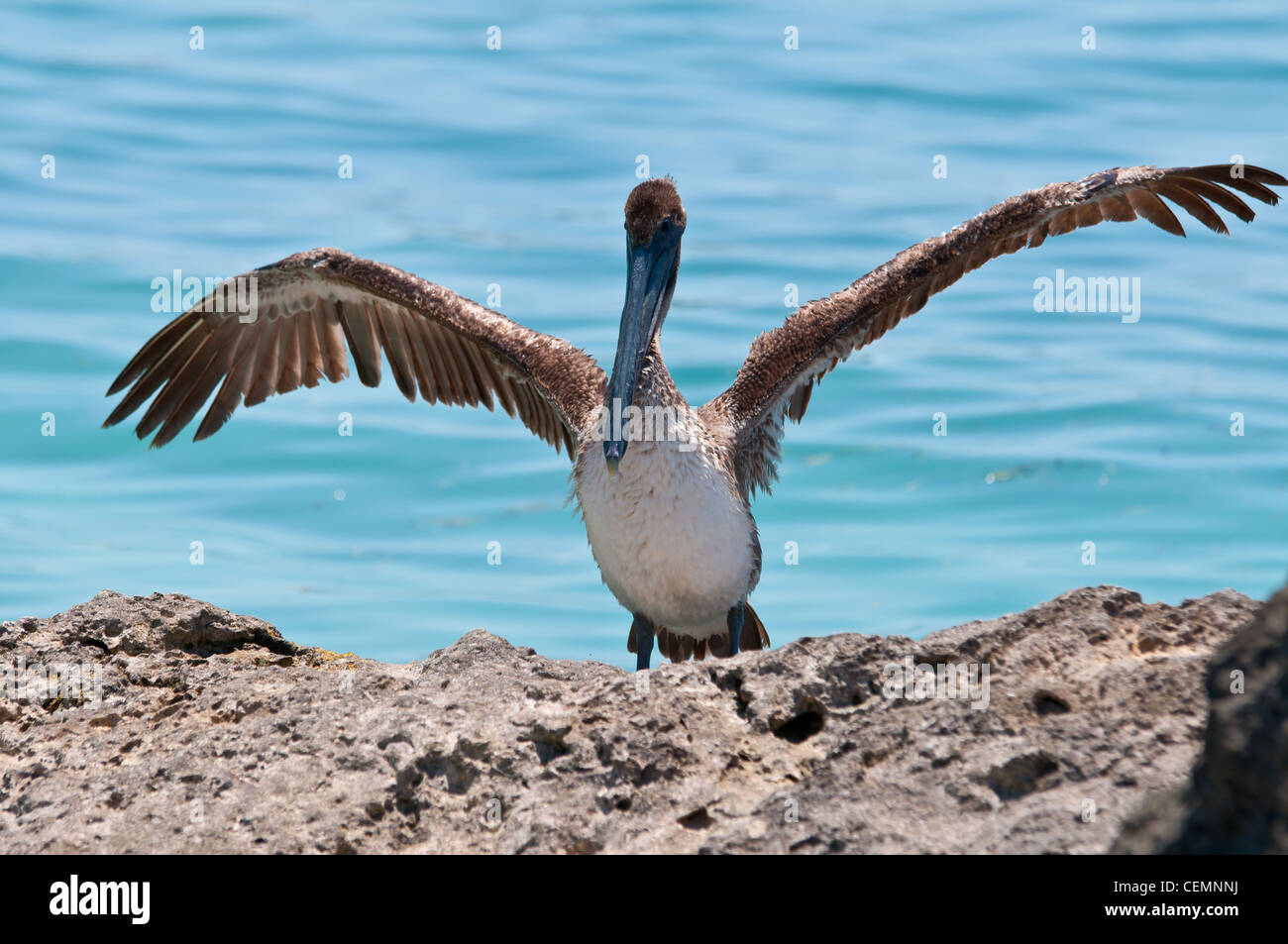 Pelican with wings wide spread on the rock near Key West, Fl Stock ...