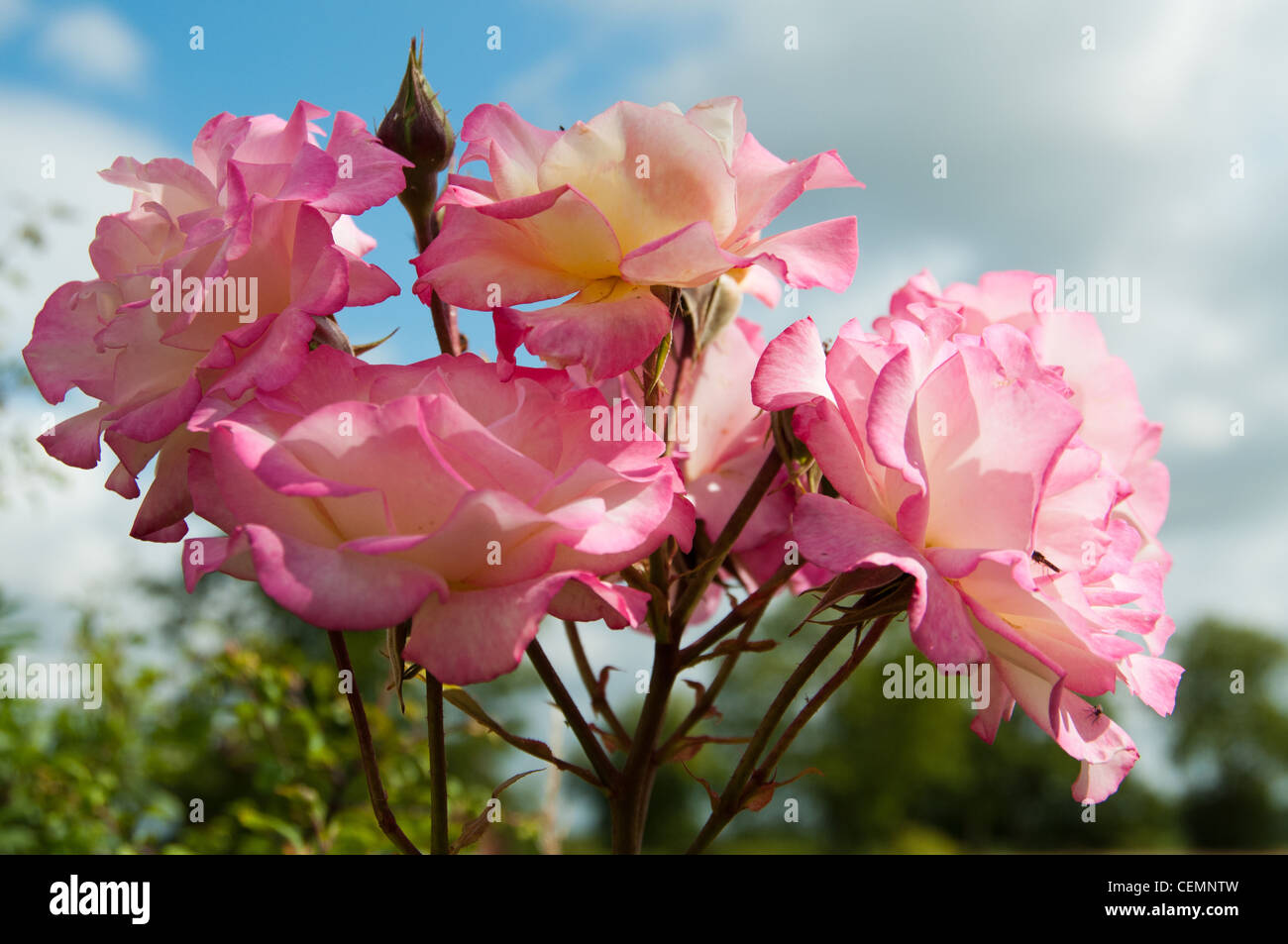 Rose flower head Stock Photo - Alamy