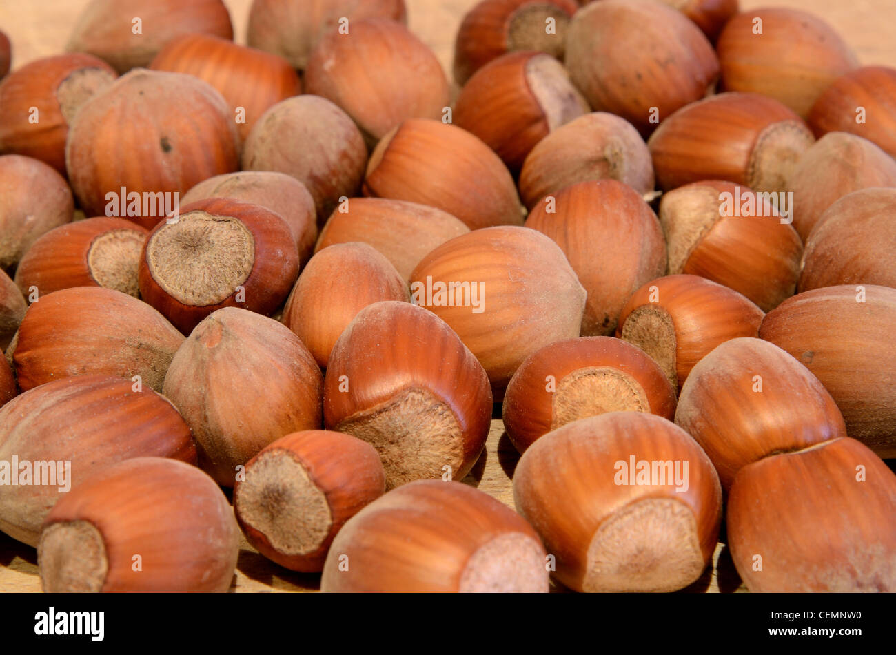 A close up of some dry hazelnuts Stock Photo - Alamy