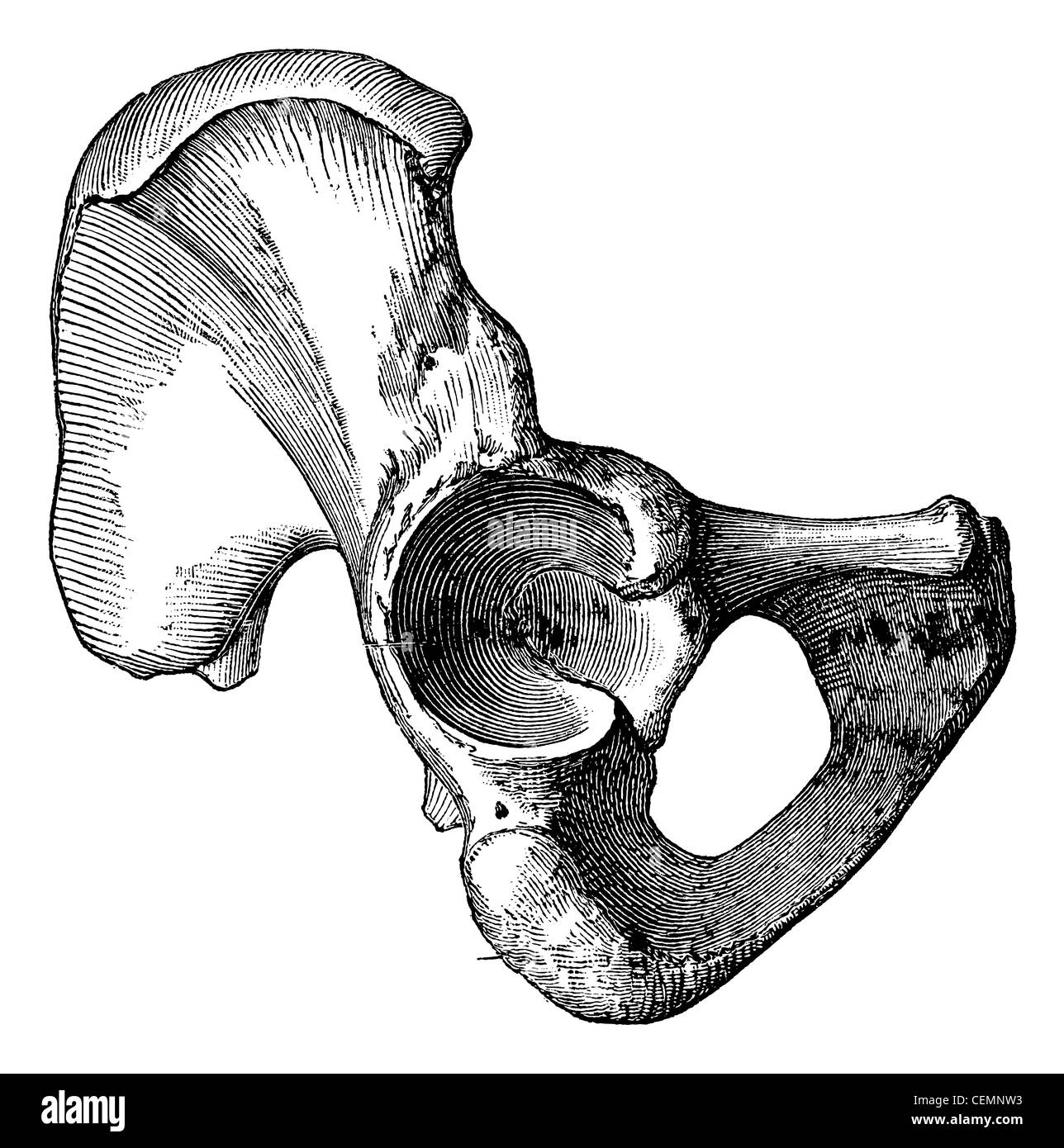 Fig. 616. Outer surface of the ilium, vintage engraved illustration ...
