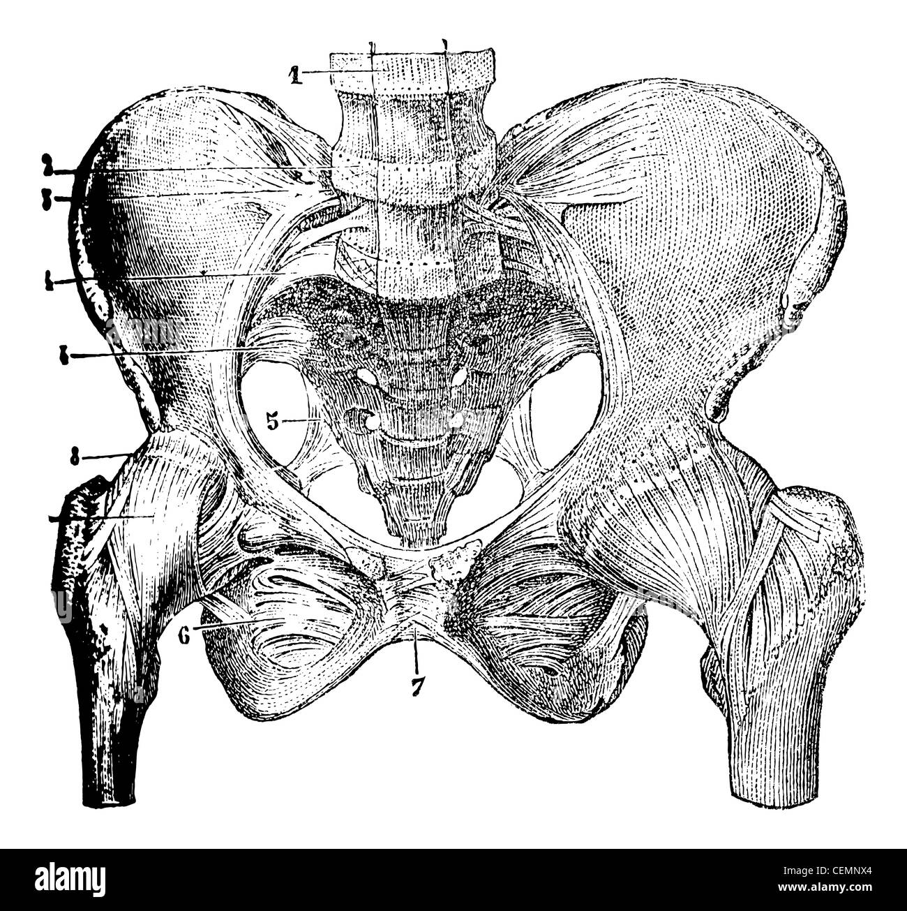 Representing the joints of the pelvic bones, vintage engraved ...