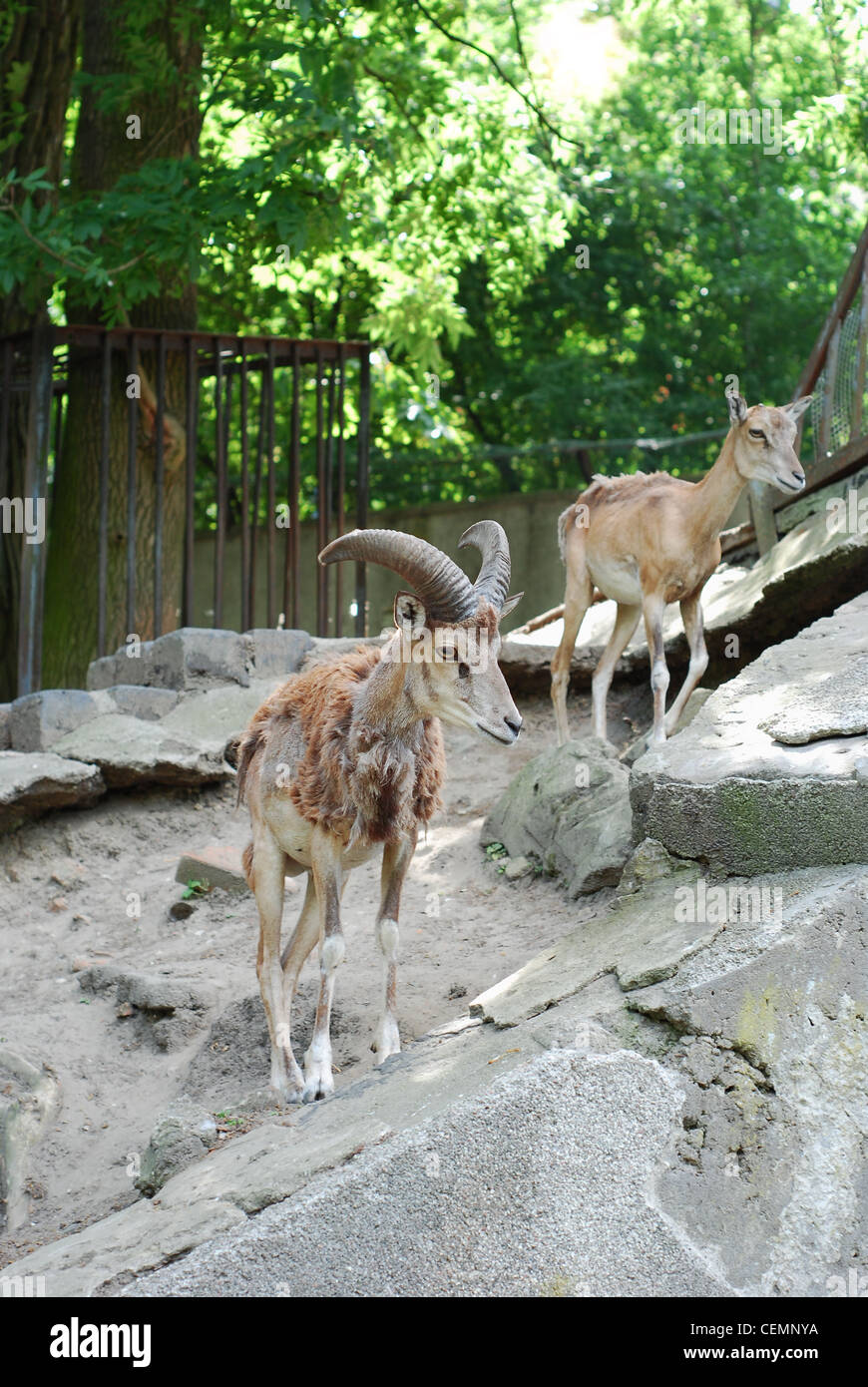 Goat in zoo Stock Photo - Alamy