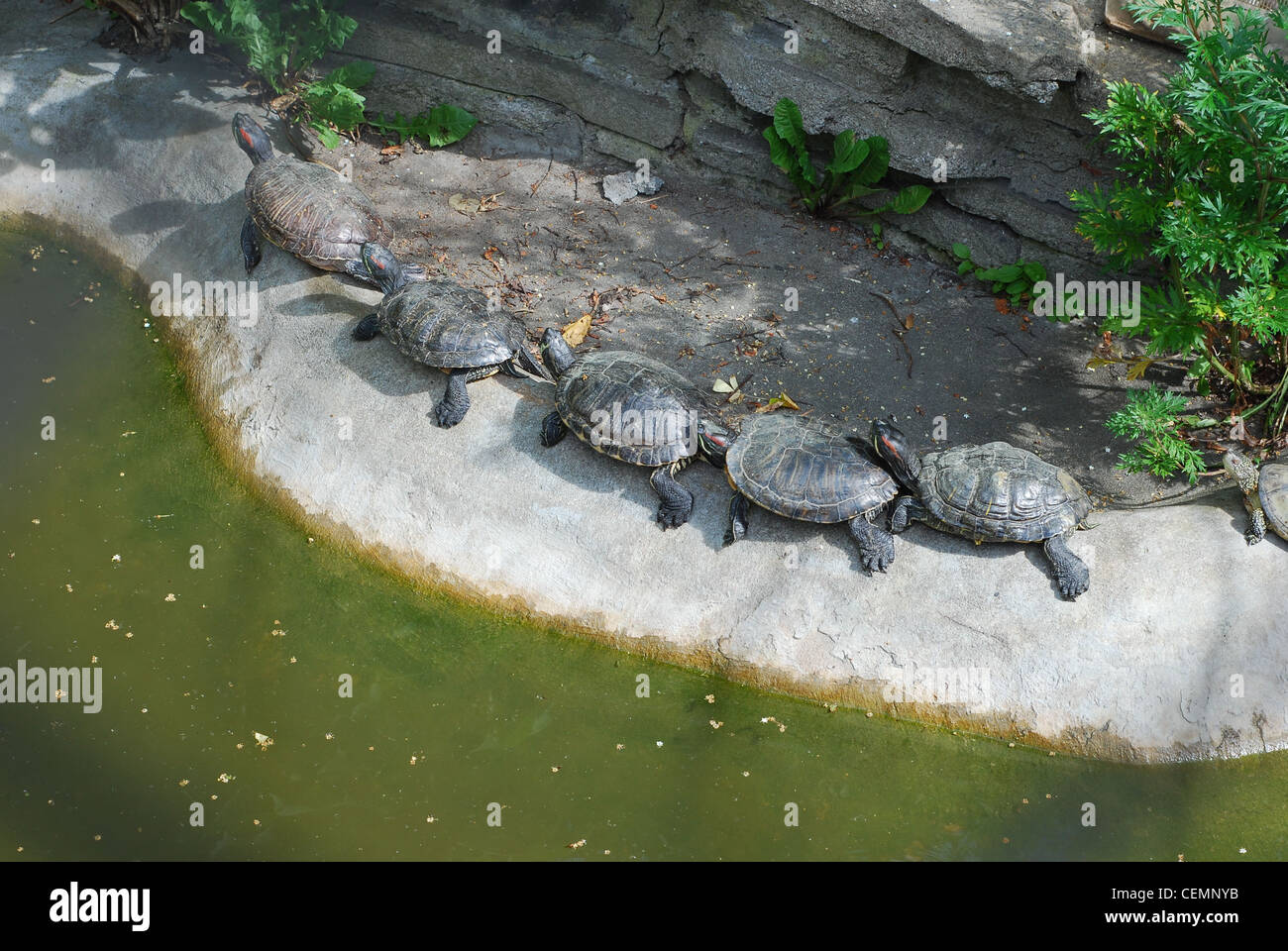 turtles basking in the sun Stock Photo - Alamy