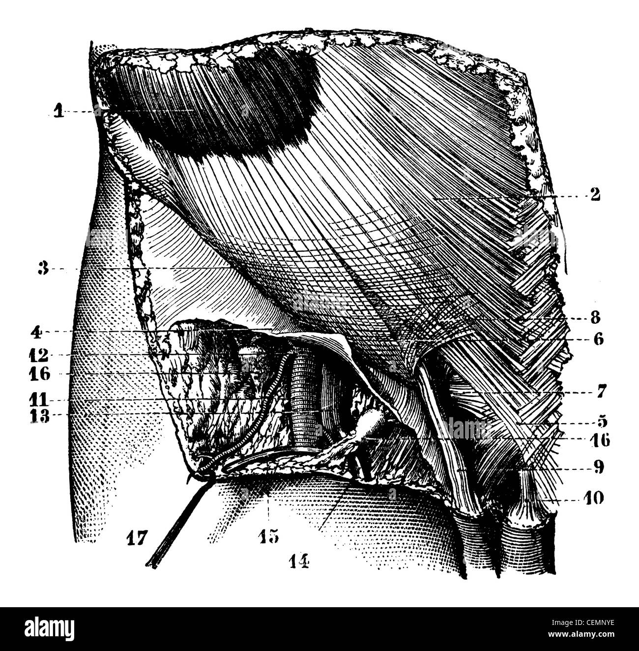 Superficial Inguinal Ring Female