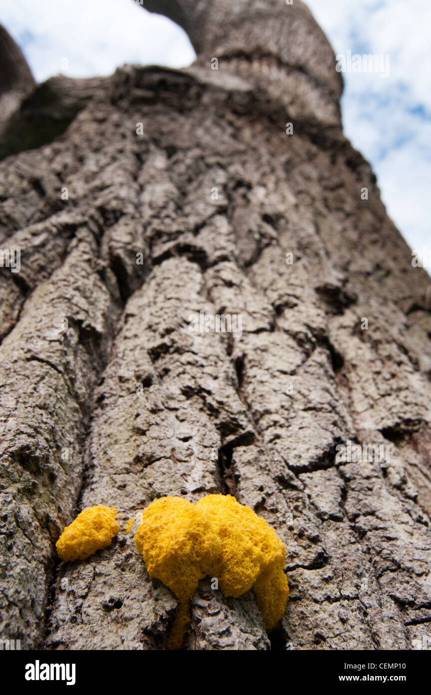 Fuligo septica slime mold hi-res stock photography and images - Alamy
