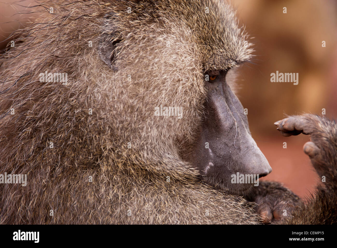 Portrait of a Male Baboon Stock Photo - Alamy
