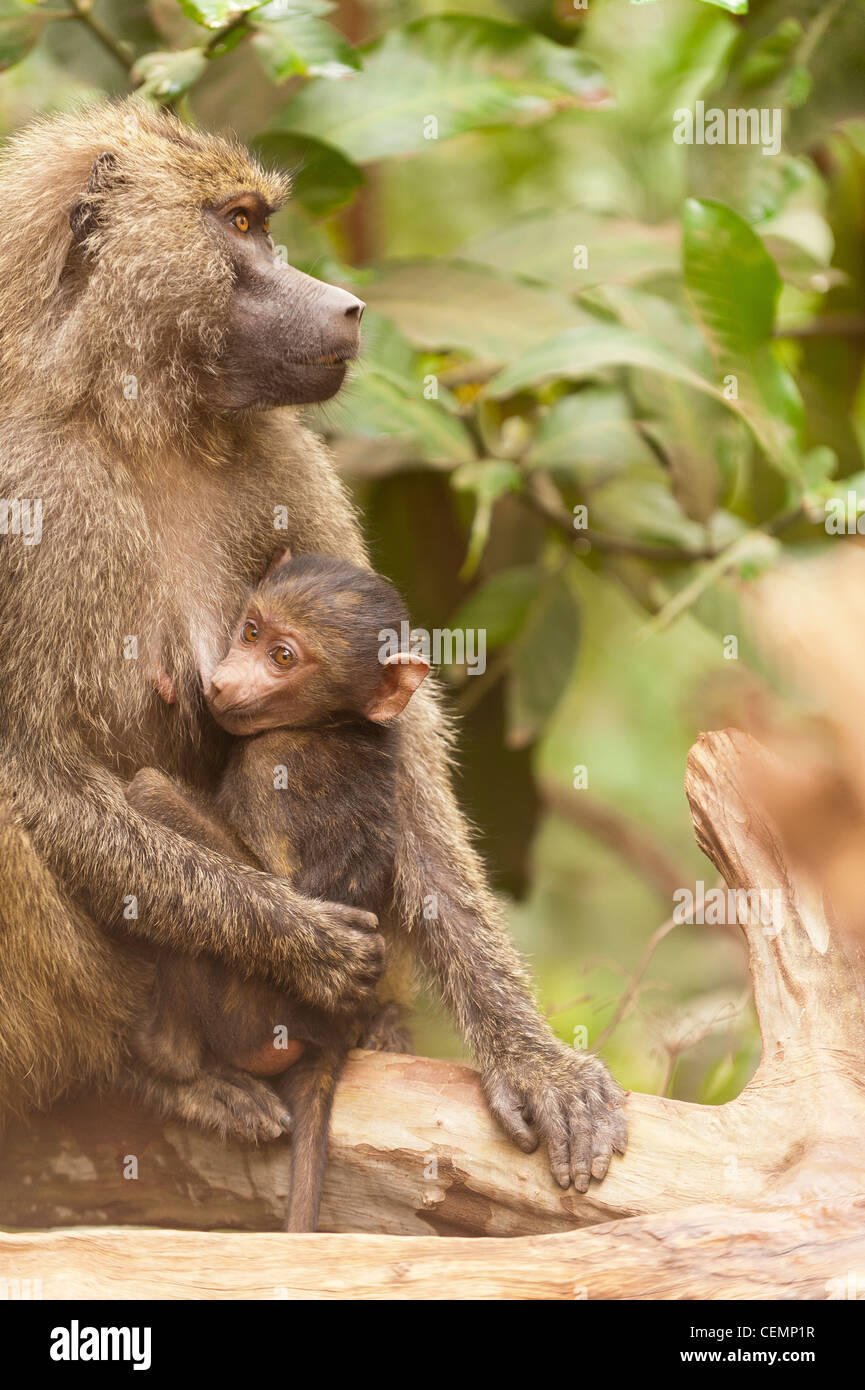 Mother and Baby Babon Stock Photo - Alamy
