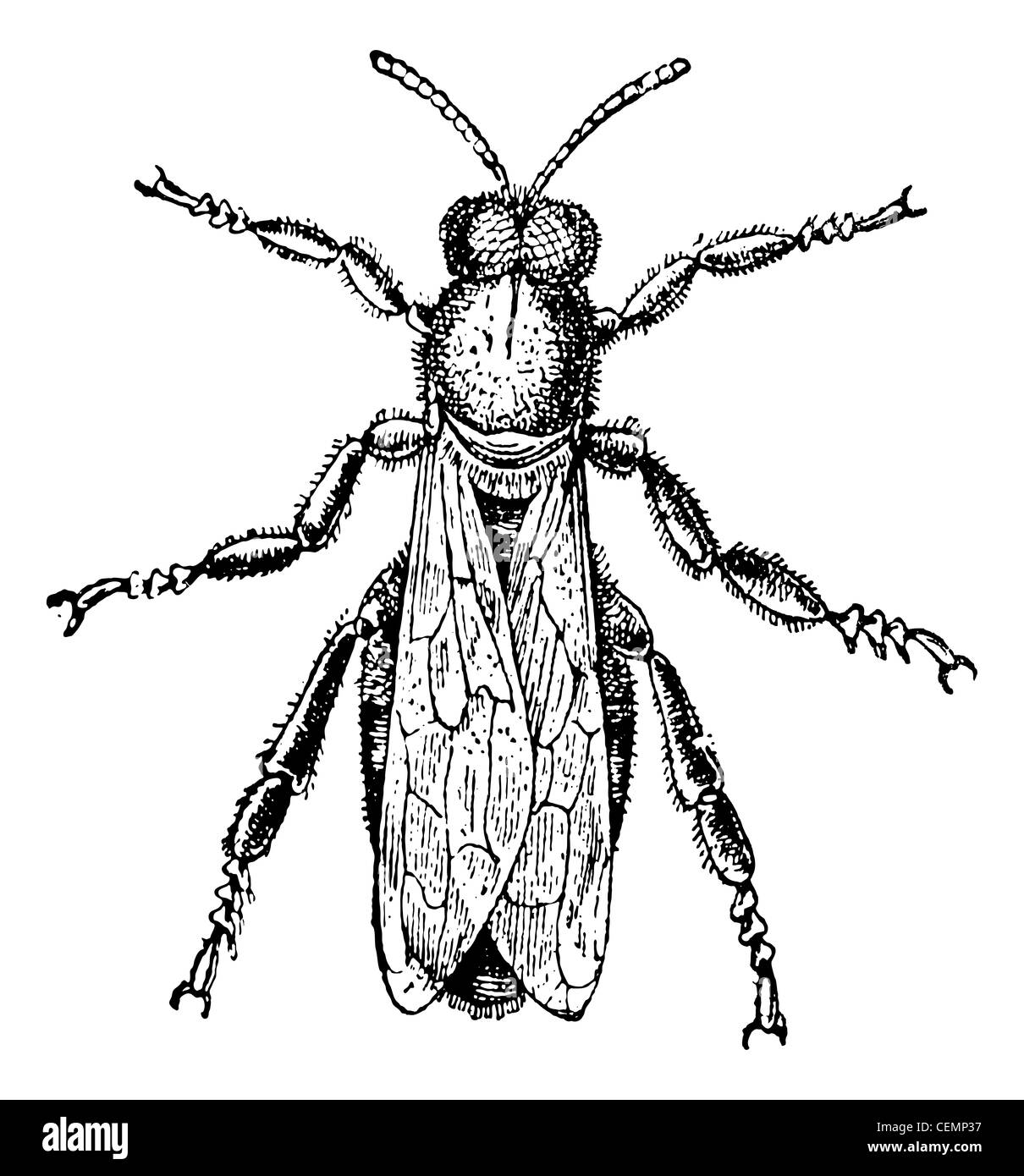 Etymology bee hi-res stock photography and images - Alamy