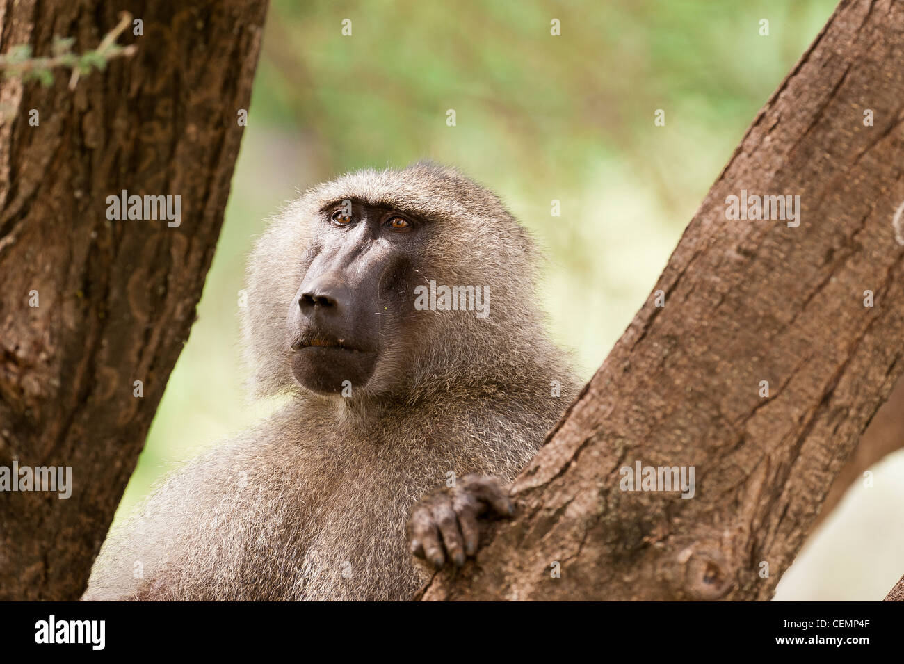 Primate migration hi-res stock photography and images - Alamy
