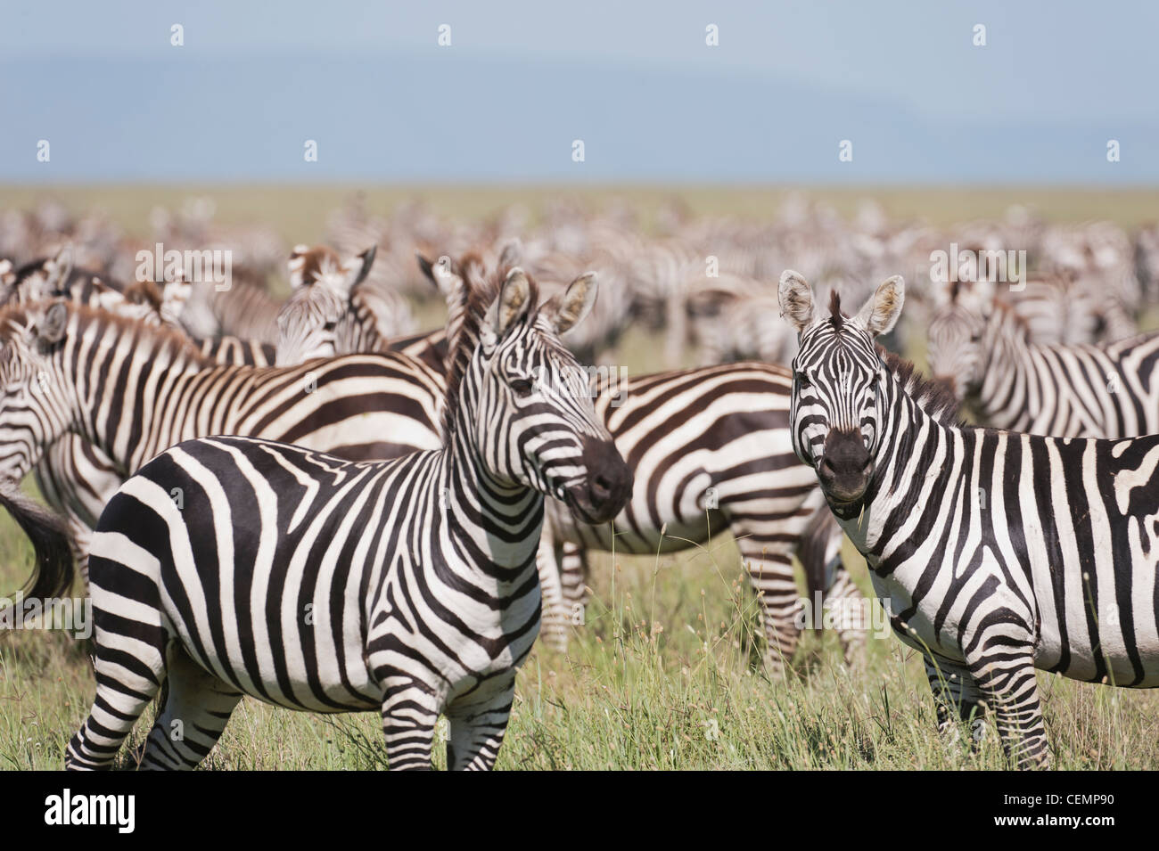 Zebra Herd on Serengetti Stock Photo - Alamy
