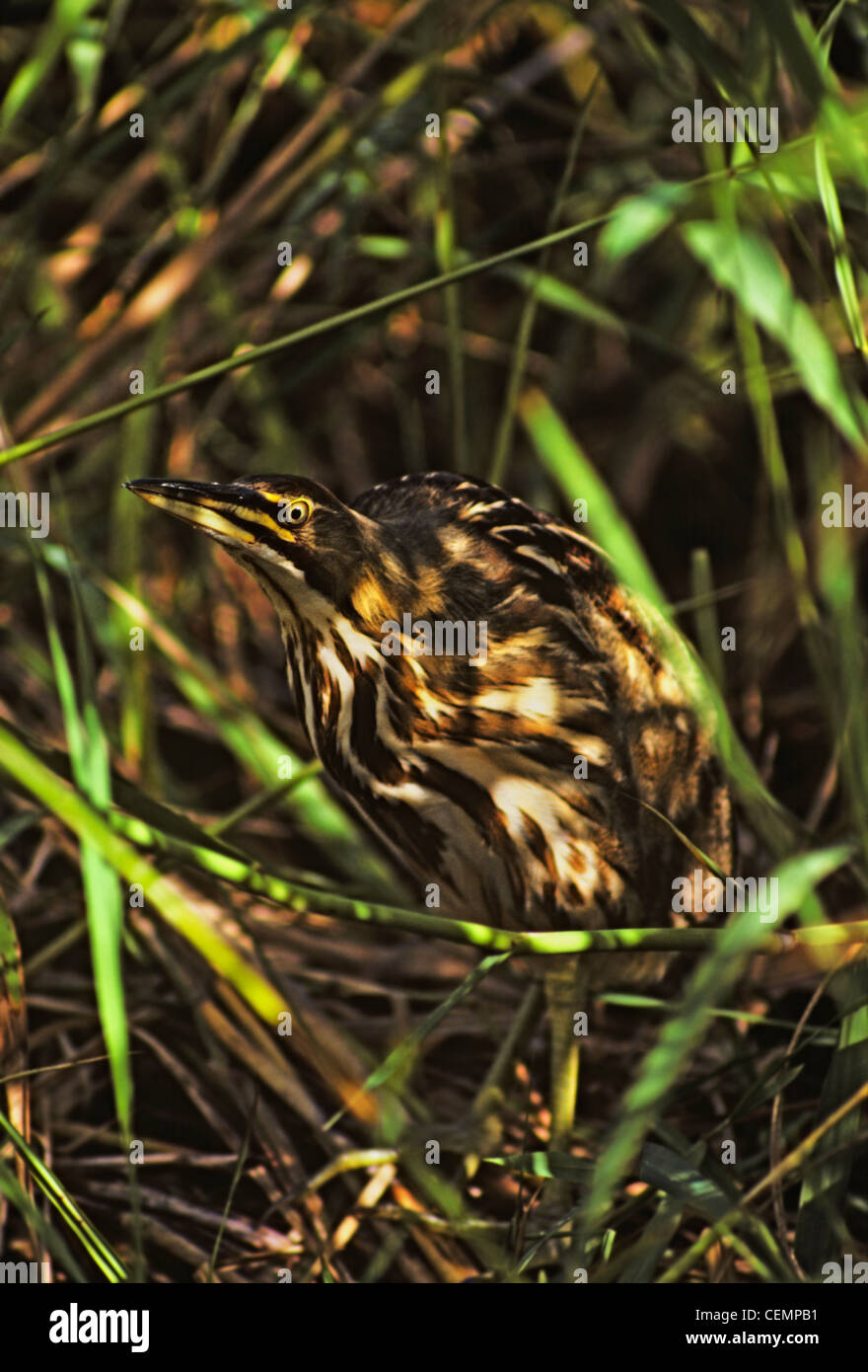 Sneaky camouflage hi-res stock photography and images - Alamy