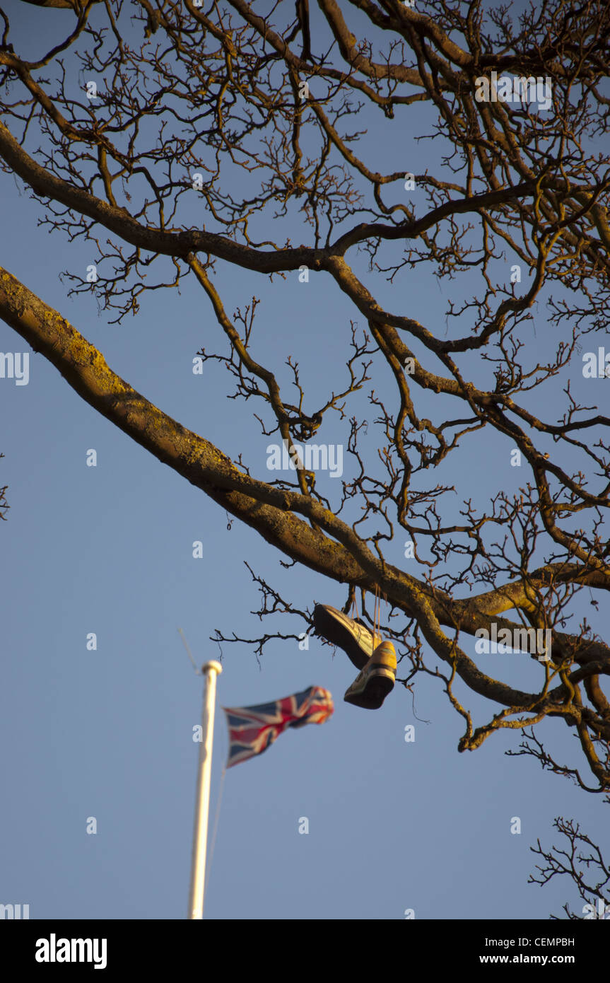 Shoe tree,shoes thrown into tree Stock Photo - Alamy