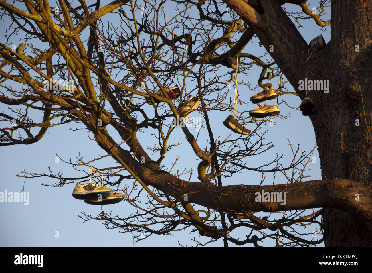 Thrown tree hi-res stock photography and images - Alamy