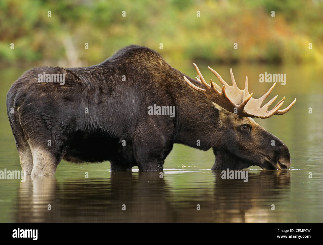 Bull Moose Drinking Stock Photo - Alamy