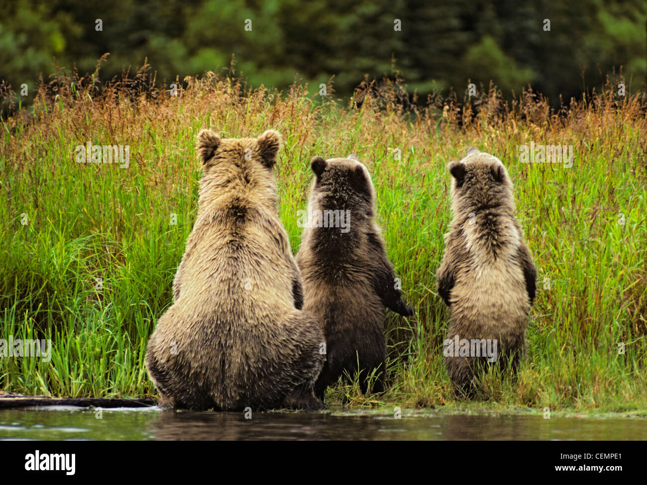 Grizzly Bear Family from Behind Stock Photo - Alamy