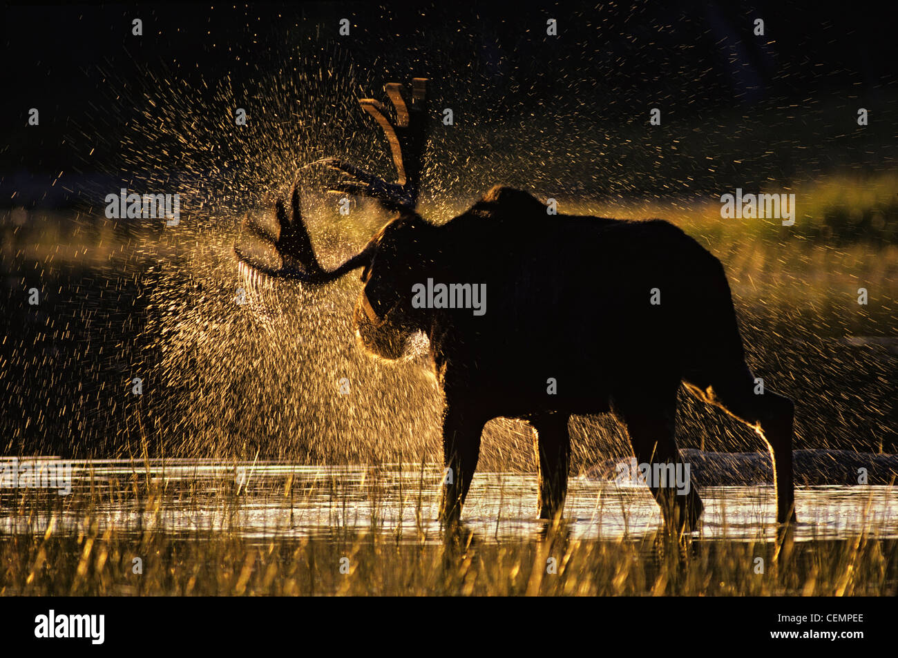 Backlit Moose Spray Stock Photo - Alamy