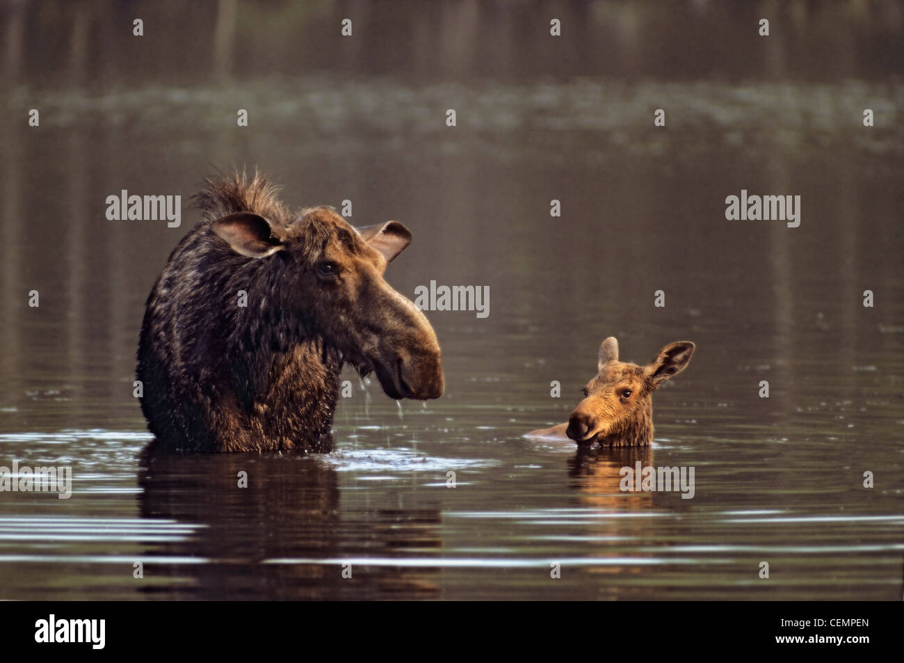 Moose swimming hi-res stock photography and images - Alamy