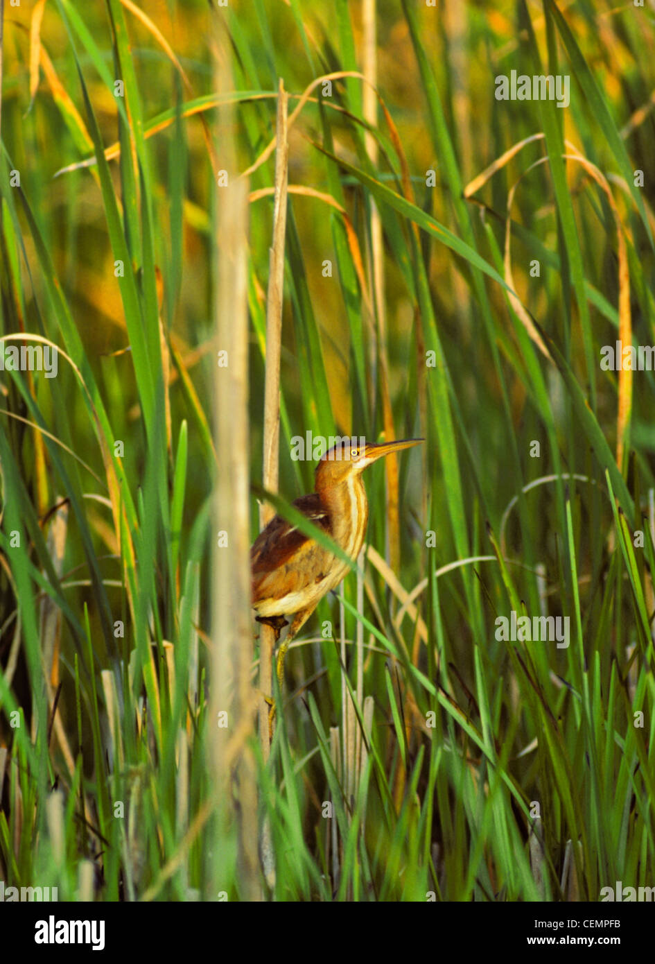 American bittern image hi-res stock photography and images - Alamy